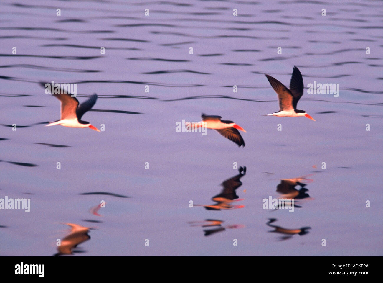 African Skimmer flock, Rynchops flavirostris Stock Photo - Alamy