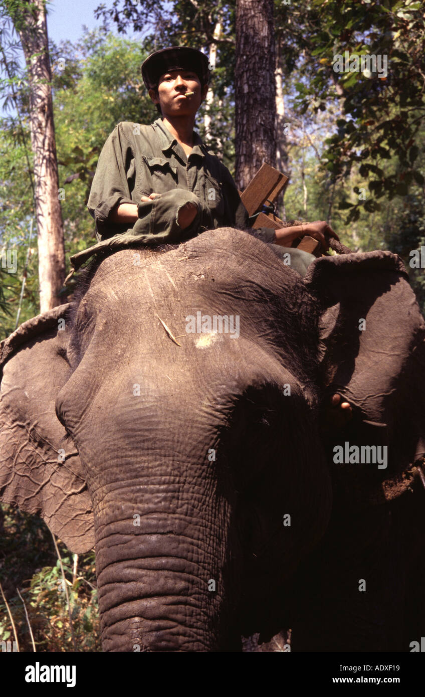 Logging Elephant in Burma Stock Photo - Alamy