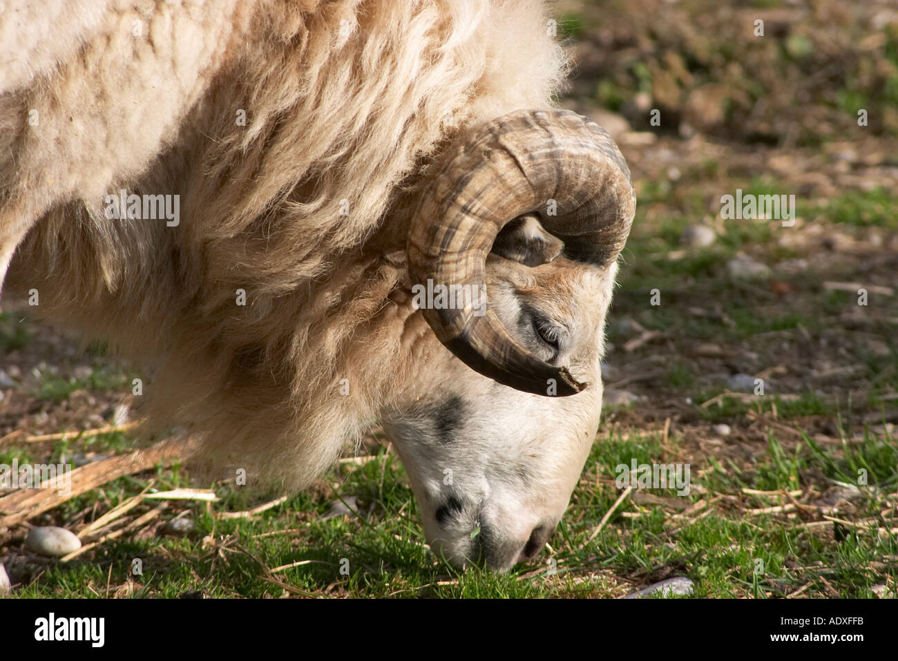 Animal devour hi-res stock photography and images - Alamy