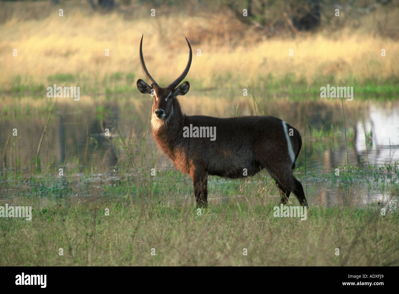 Largest of kobus species hi-res stock photography and images - Alamy
