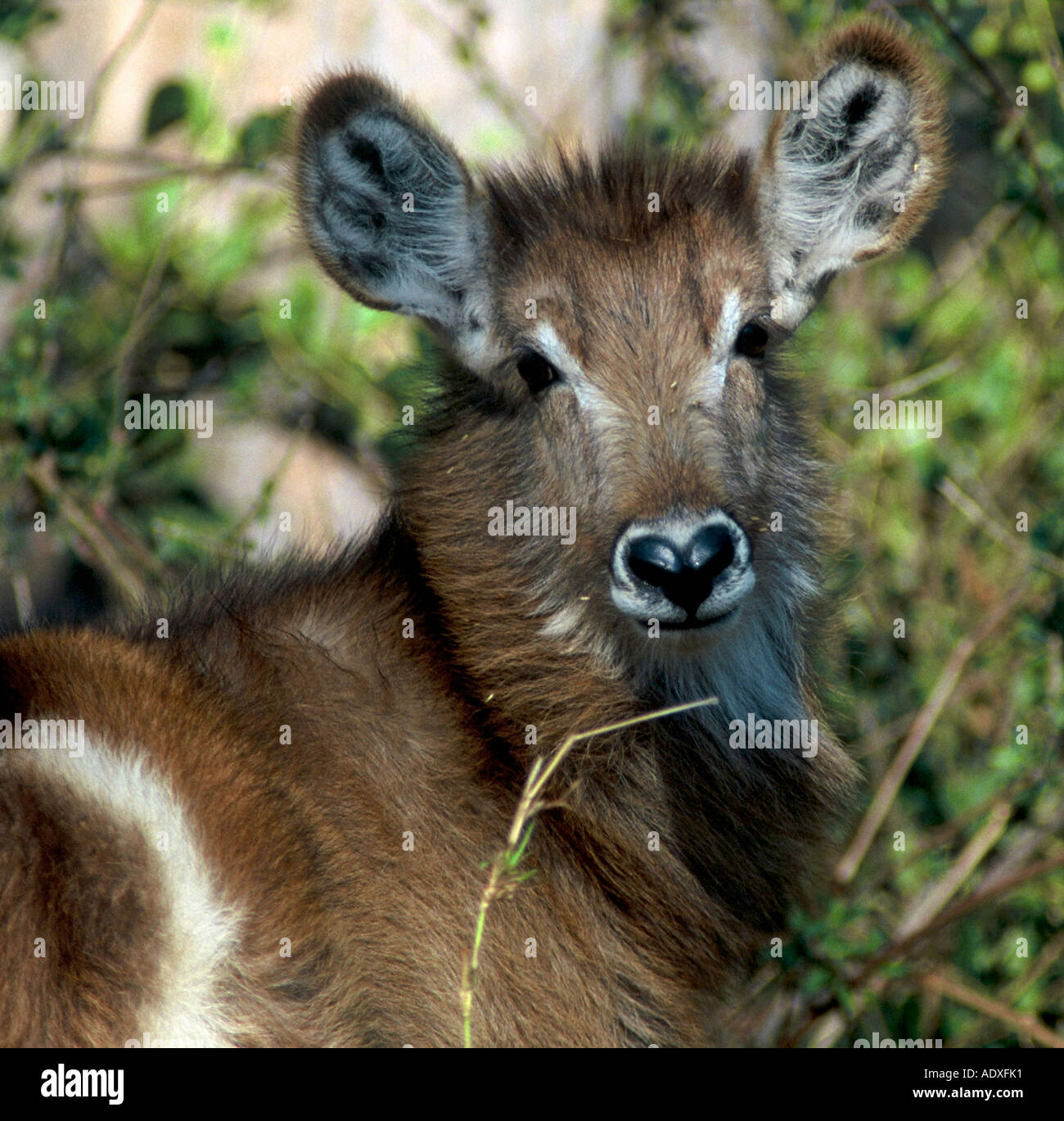 Kobus ellisiprymnus ellipsiprymnis hi-res stock photography and images ...