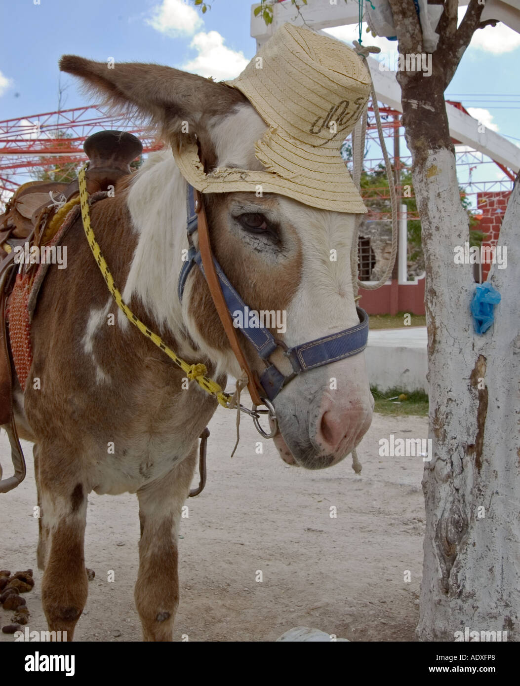 Portrait of mule with straw hat near tree, Cozumel Mexico Western ...