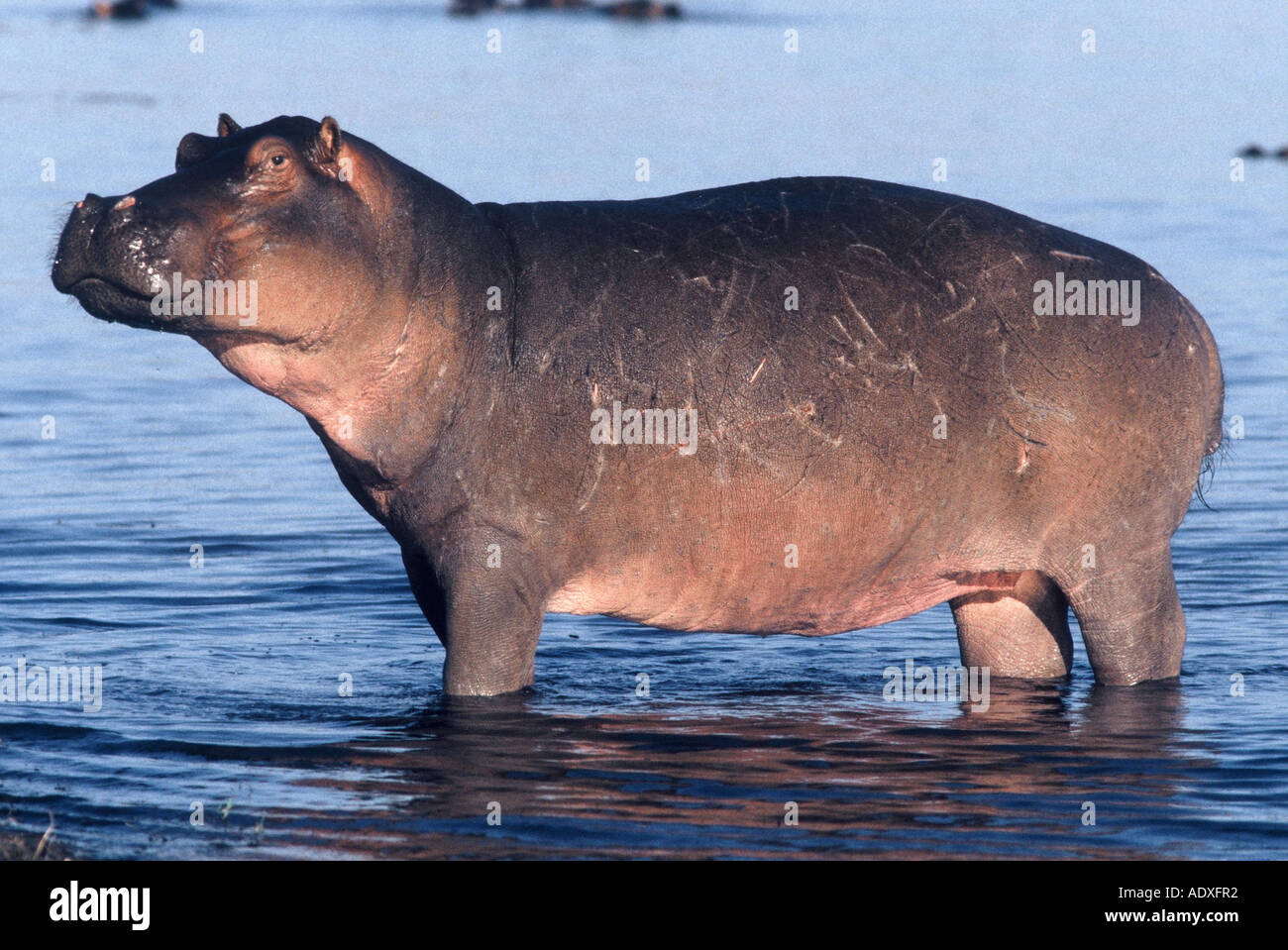 Horse defecating hi-res stock photography and images - Alamy