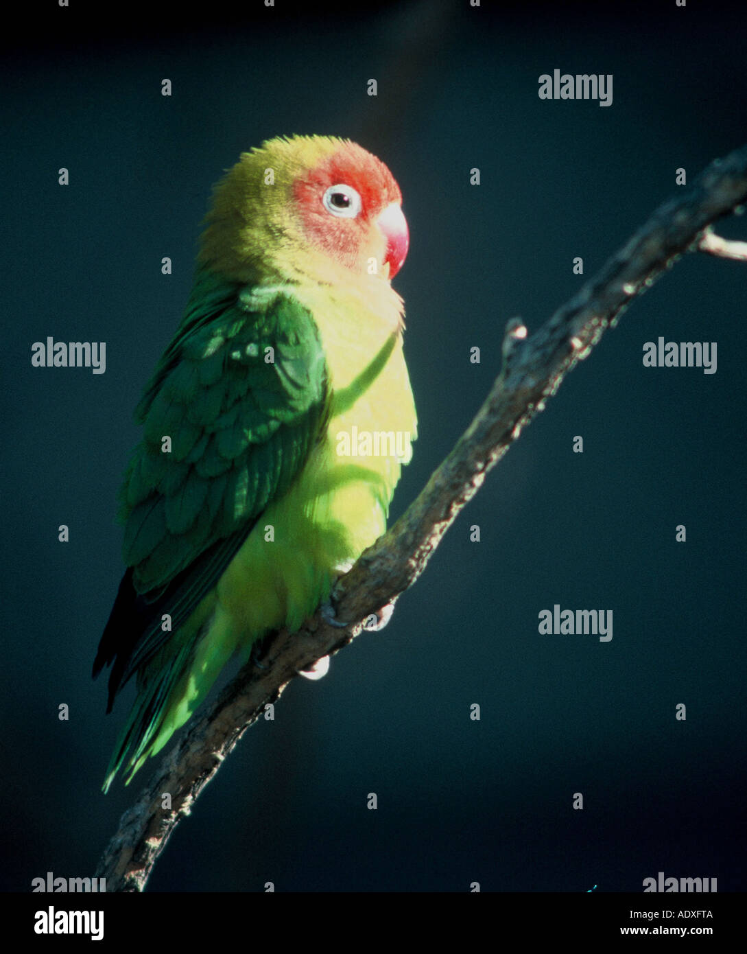 Lilian lovebird hi-res stock photography and images - Alamy