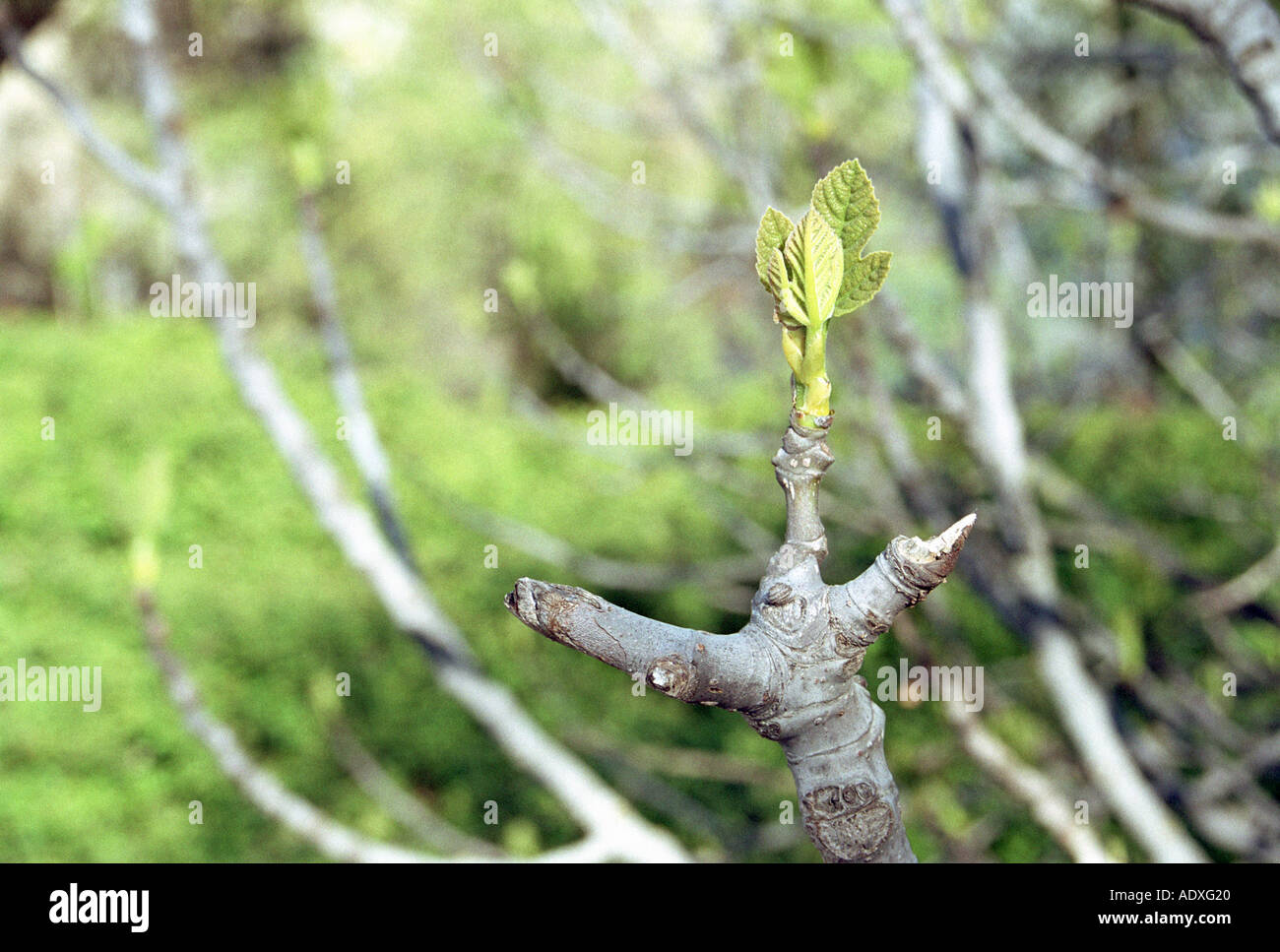 new green leaf coming through on branch Stock Photo - Alamy
