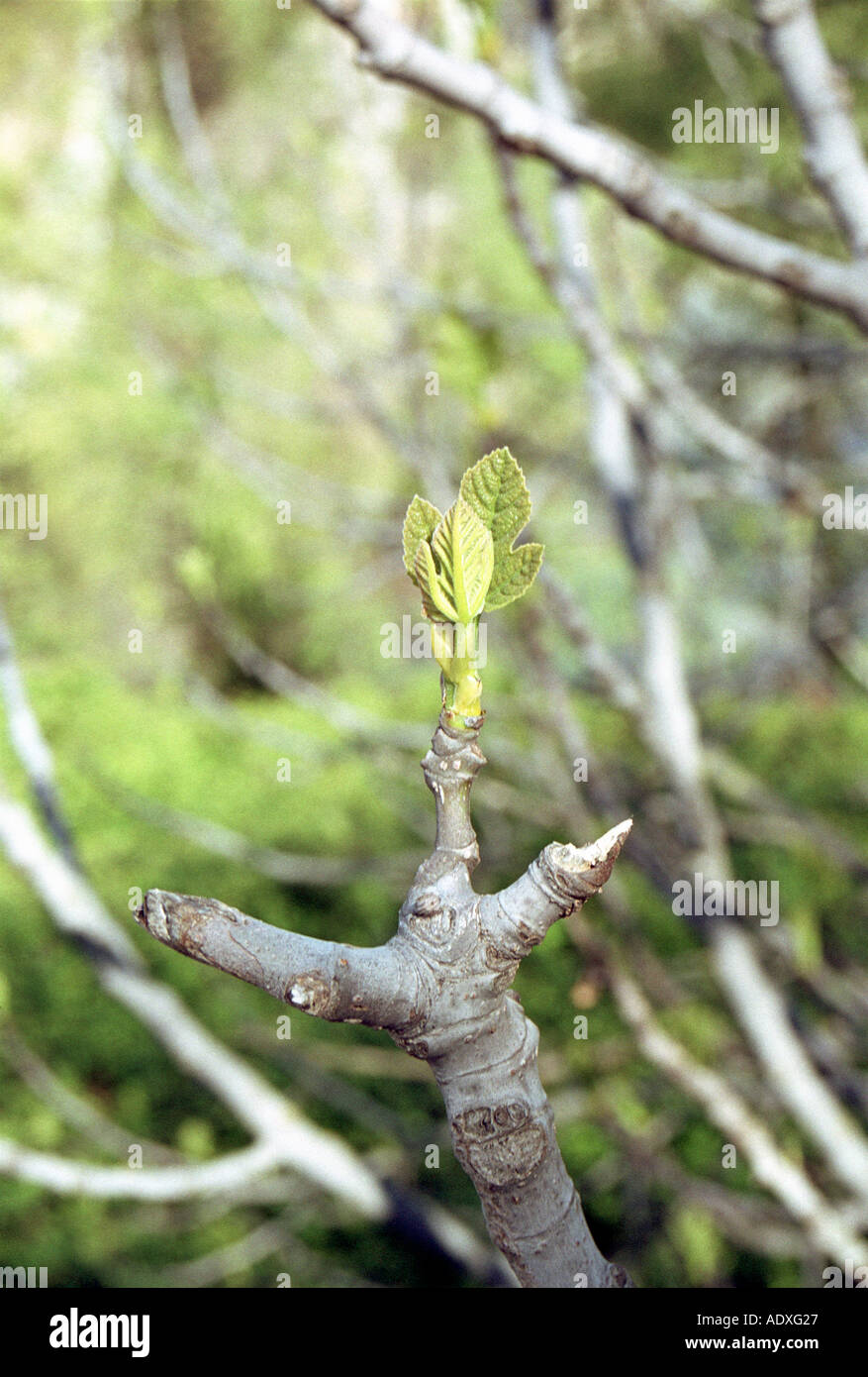 new green leaf coming through on branch Stock Photo - Alamy