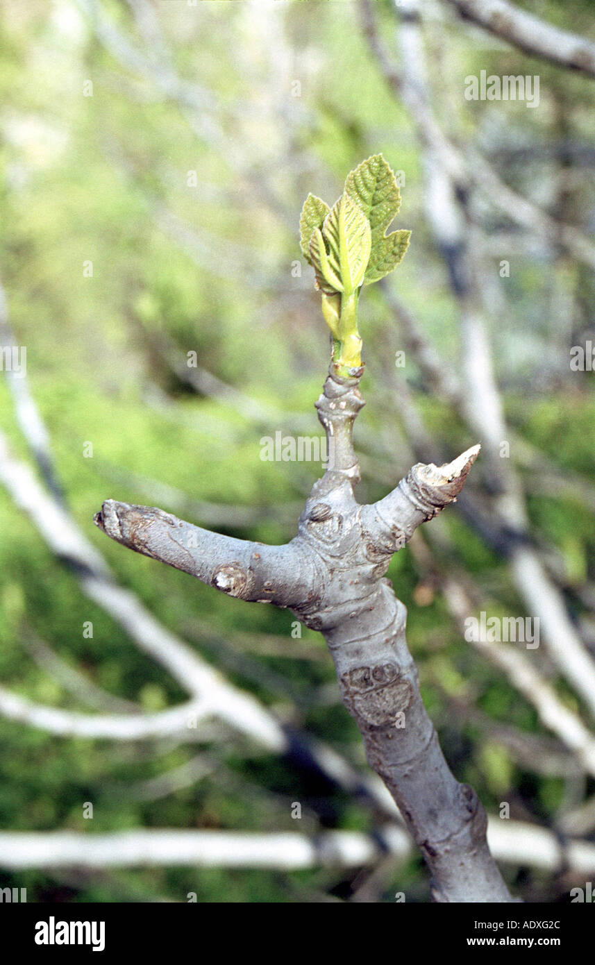 new green leaf coming through on branch Stock Photo - Alamy