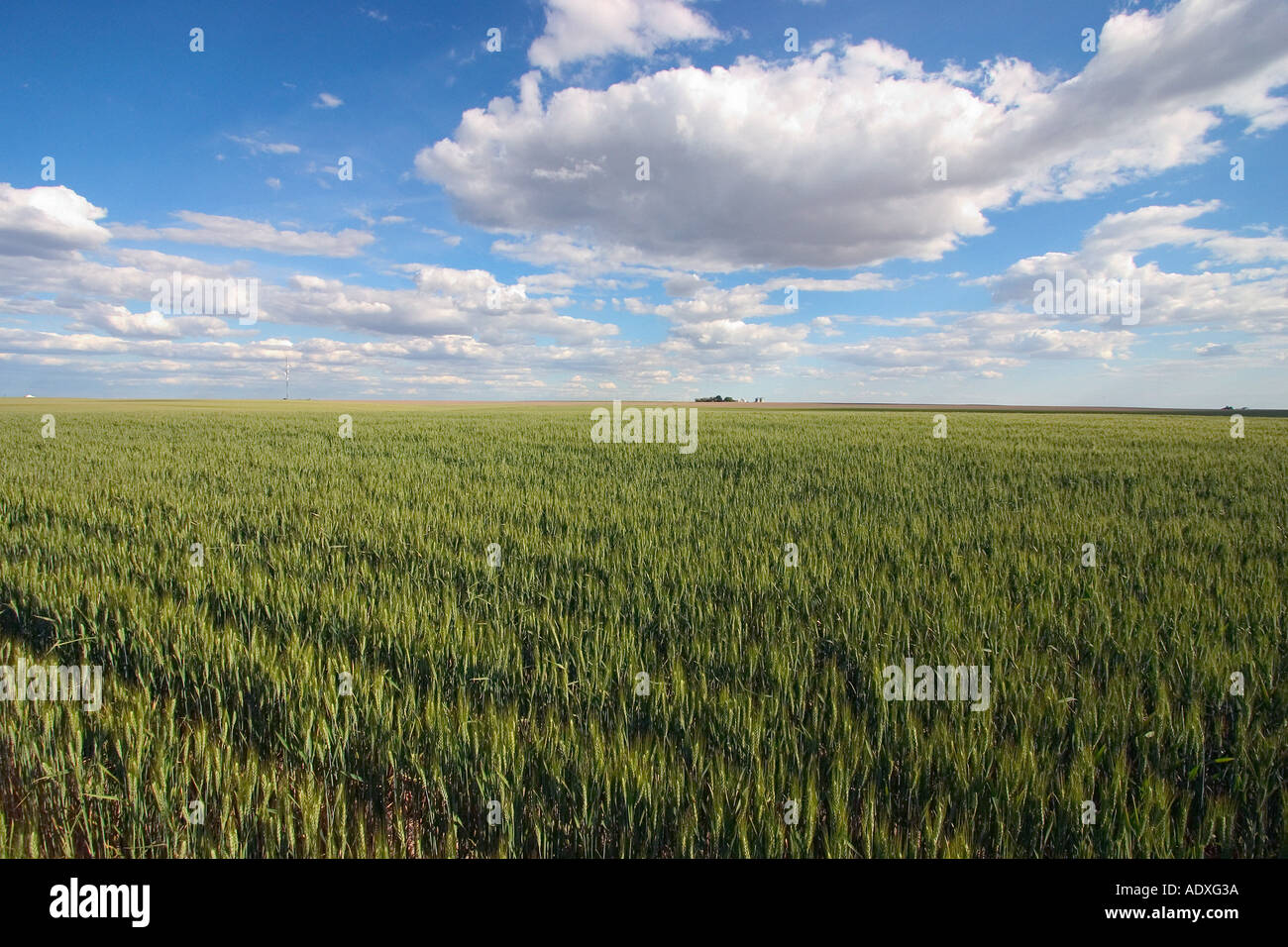 Wheat Field Eastern Washington state USA Stock Photo - Alamy