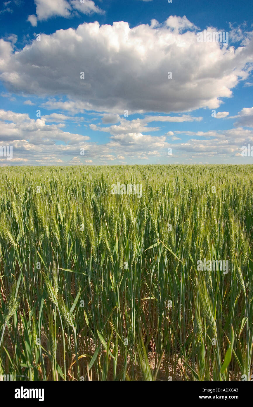 Wheat Field Eastern Washington state USA Stock Photo - Alamy