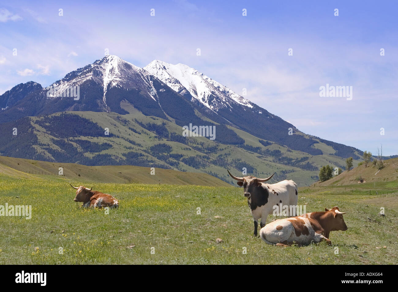 Field of Cows Montana USA Stock Photo - Alamy