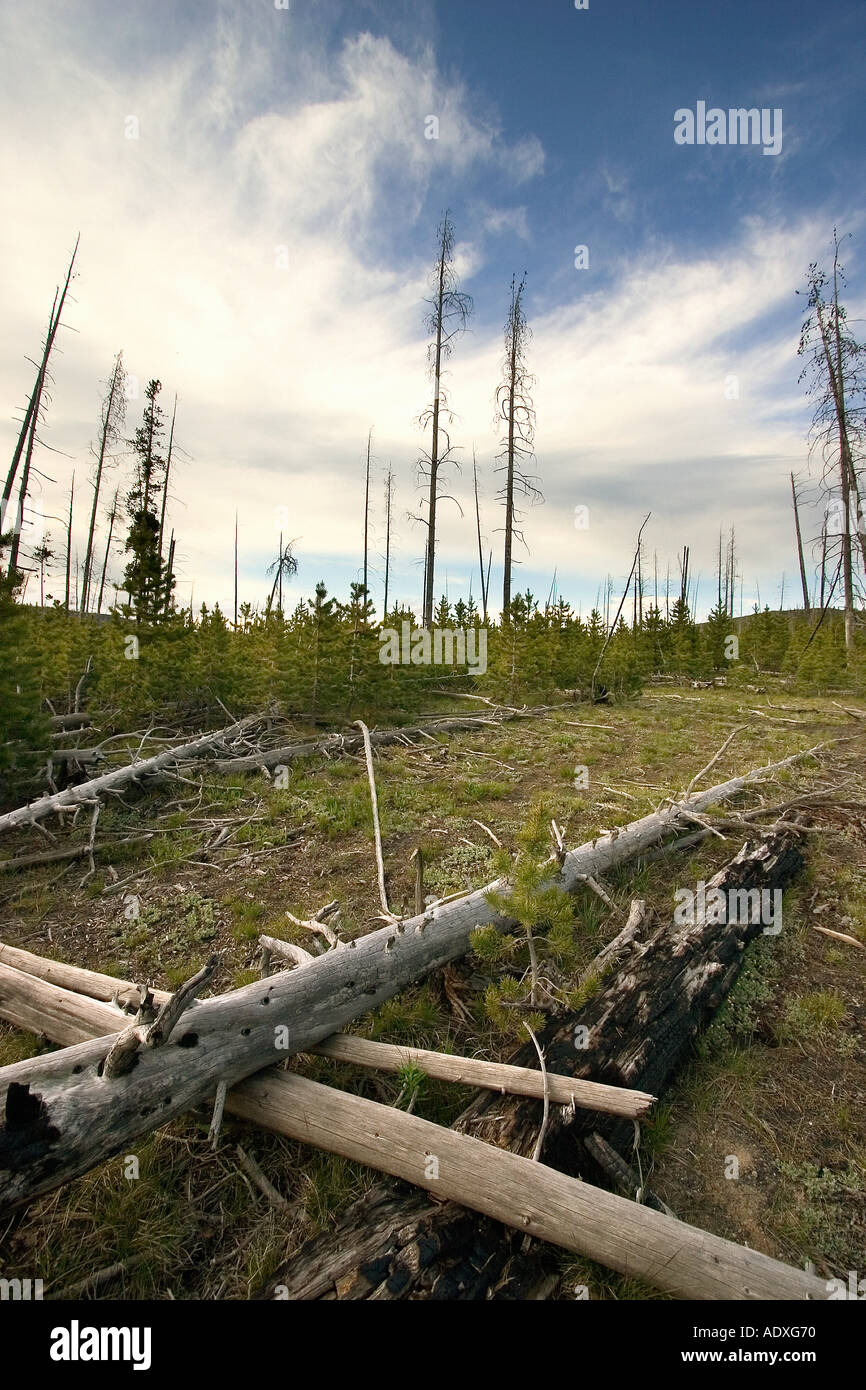 Yellowstone fire disaster hi-res stock photography and images - Alamy