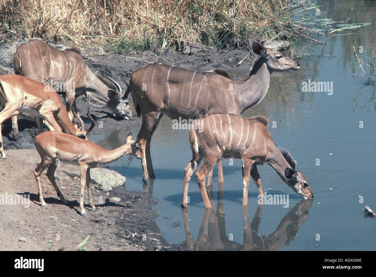 Impala and Kudu Stock Photo - Alamy