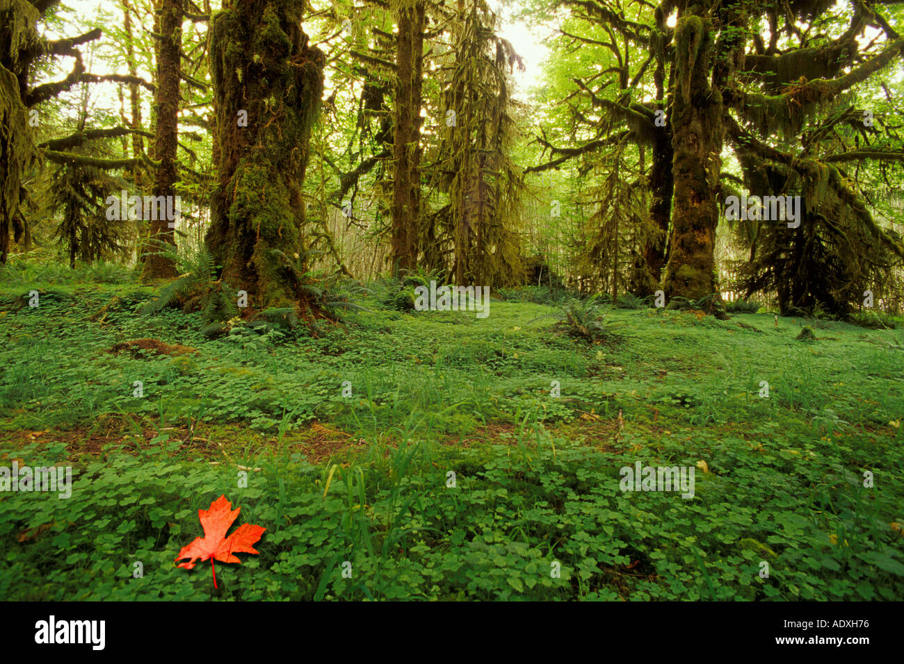 Rainforest Red Leaf Stock Photo - Alamy
