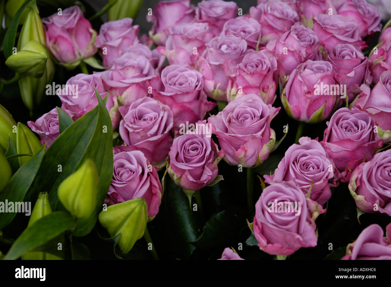 Flower display in London England Purple roses Stock Photo - Alamy