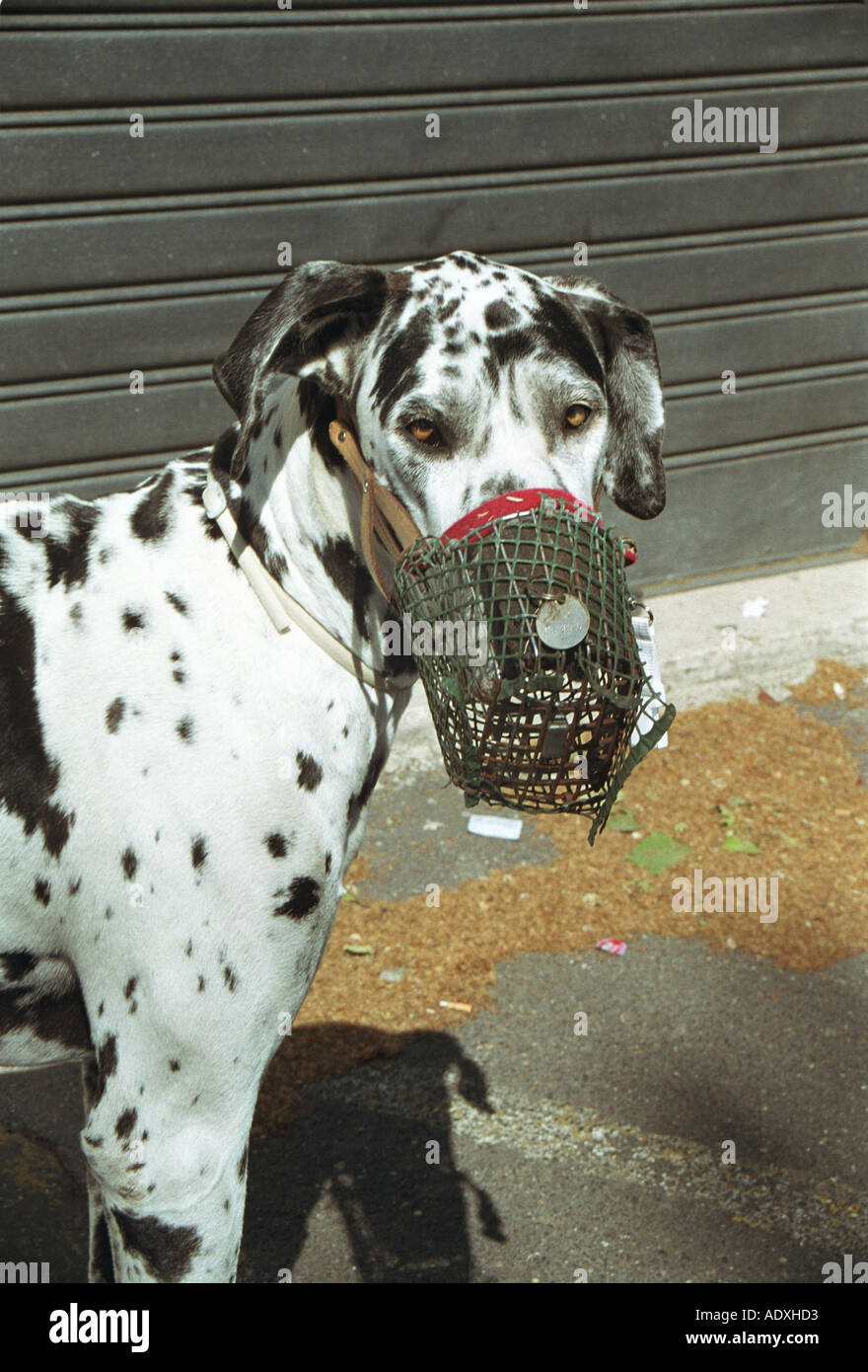big spotted dog with muzzle Stock Photo - Alamy