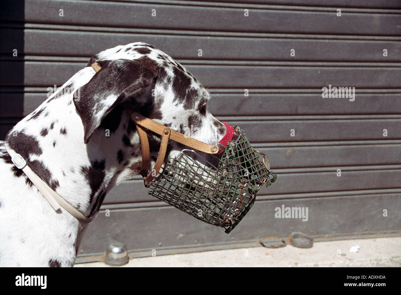 big spotted dog with muzzle Stock Photo - Alamy