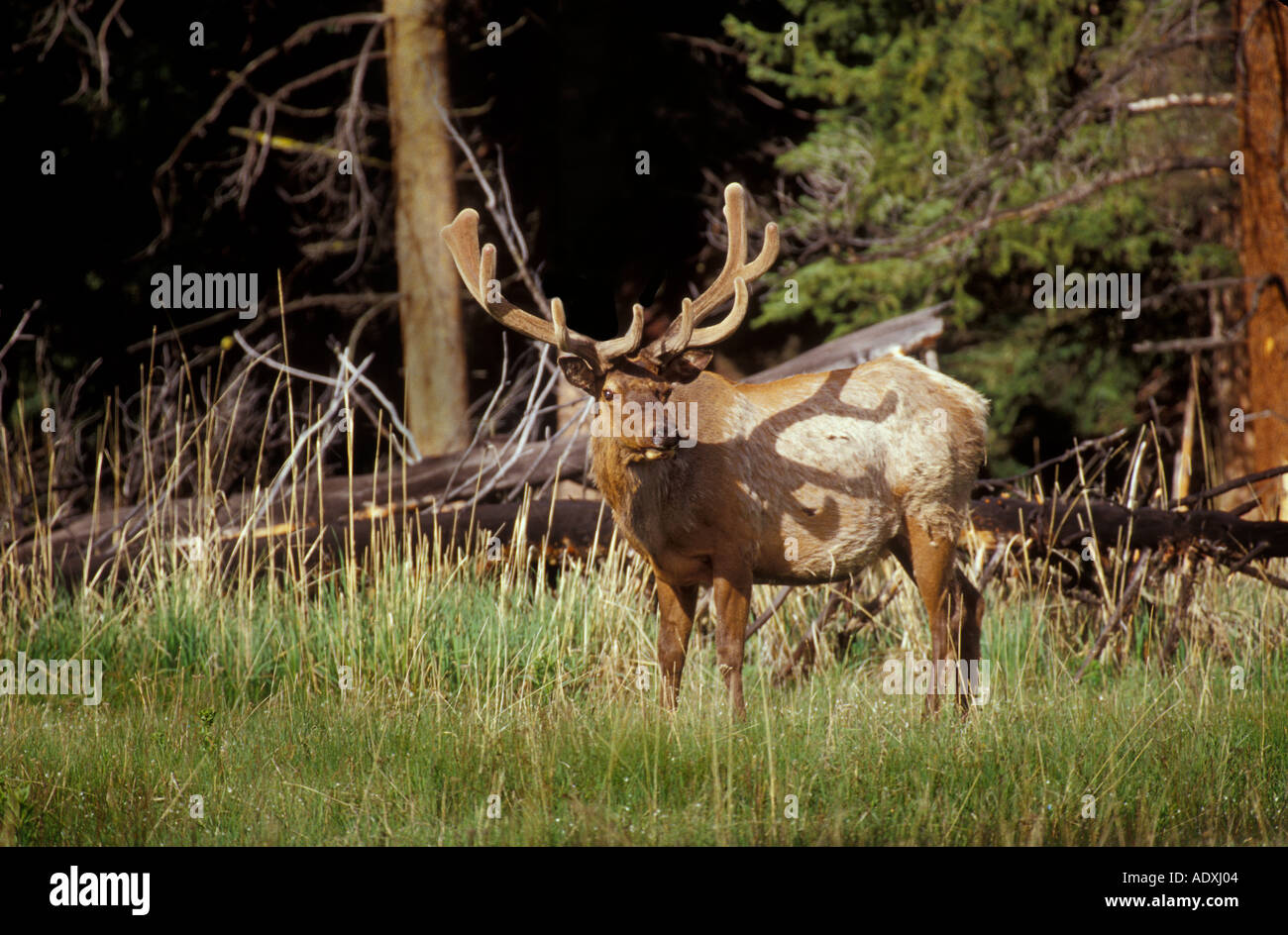 Elk Cervus elaphus Stock Photo - Alamy