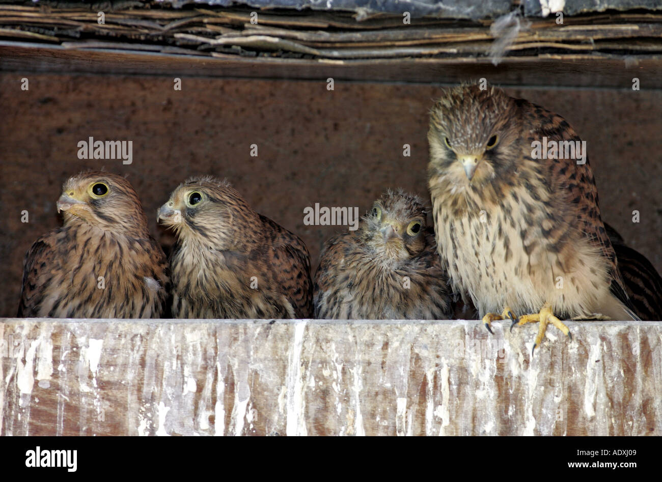 Turmfalken nistkasten hi-res stock photography and images - Alamy