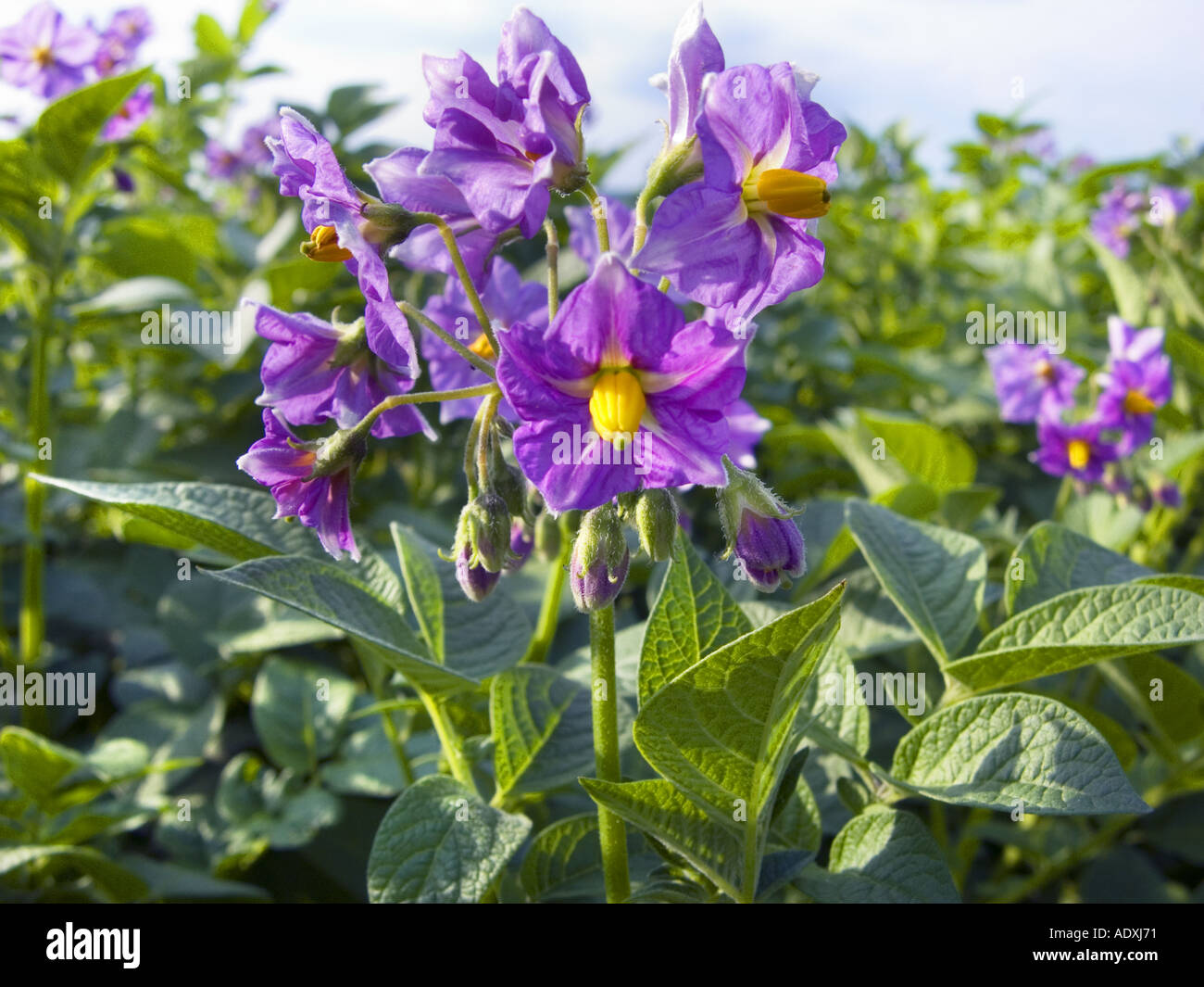 lila pink blue potato flower blossom blooming potato field plants ...