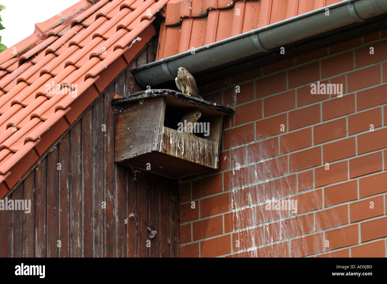 Nistkasten Fur Turmfalken