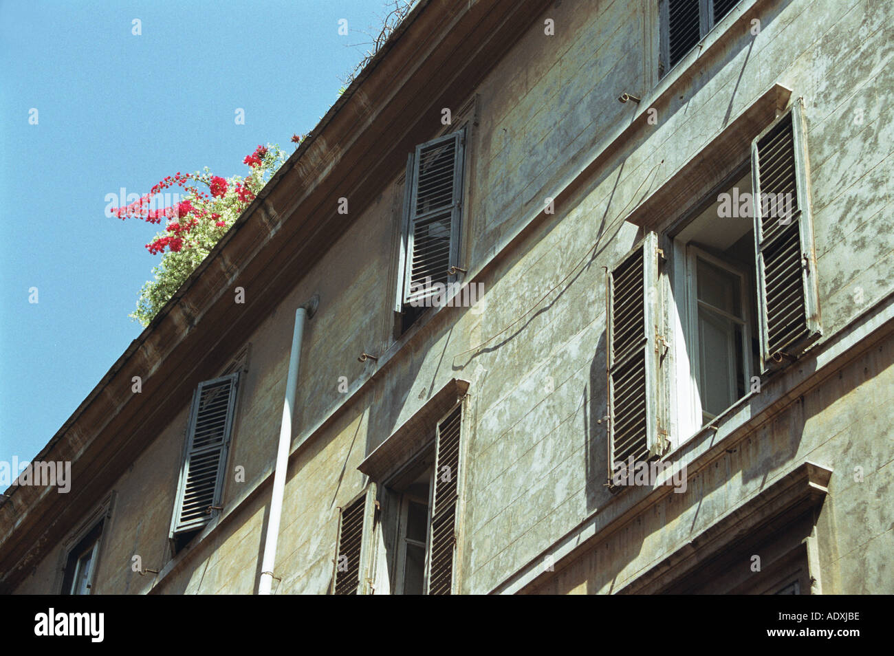red flower bush on top of apartment block in rome Stock Photo - Alamy