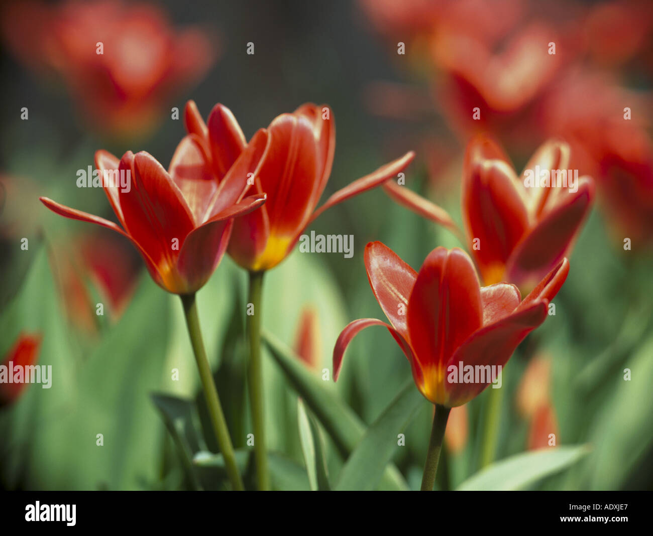 Tulipa red impression hi-res stock photography and images - Alamy
