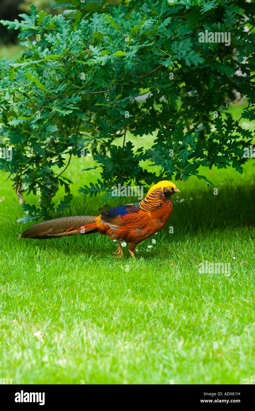 Greater london england hi-res stock photography and images - Alamy