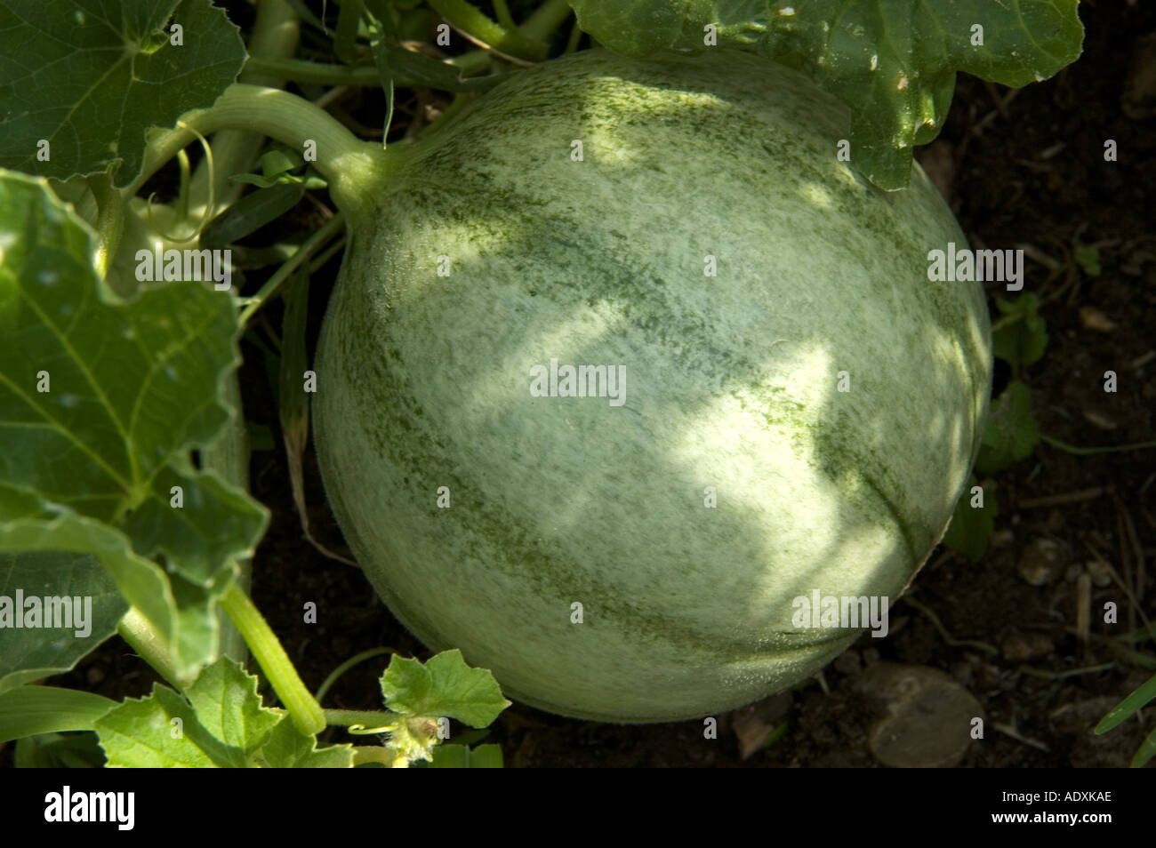 Pordenone food hi-res stock photography and images - Alamy