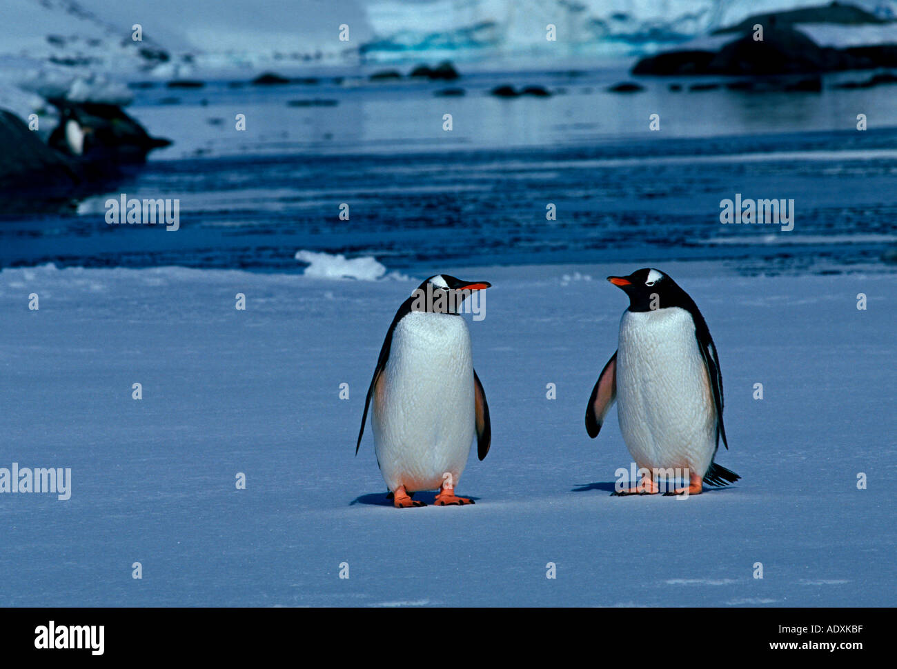 Gentoo penguin, Gentoo penguins, penguin, penguins, Pygoscelis papua ...