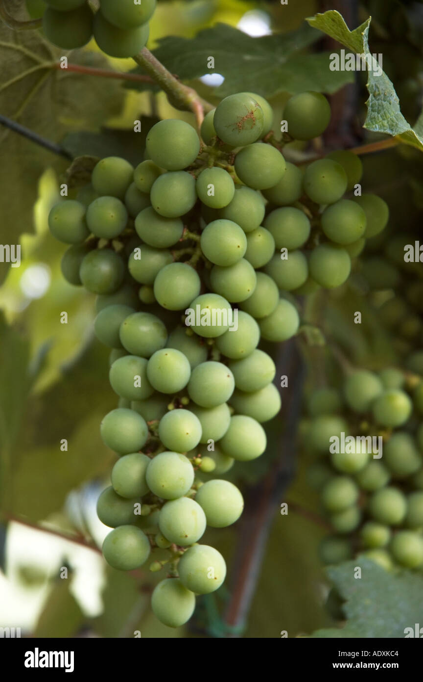 Friuli venezia giulia vineyards hi-res stock photography and images - Alamy