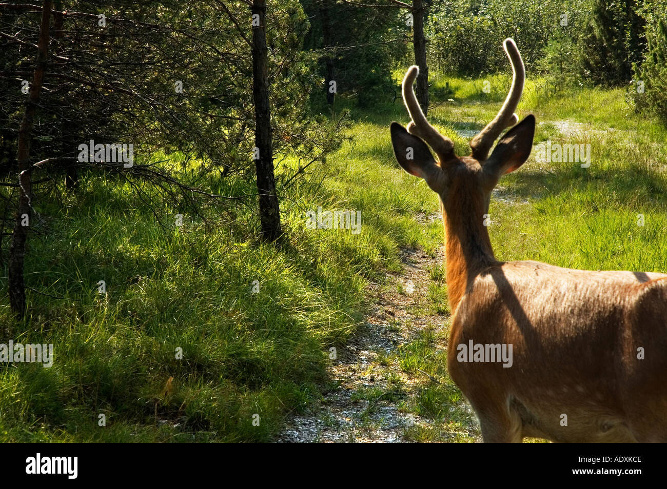 Dolomiti poster hi-res stock photography and images - Alamy