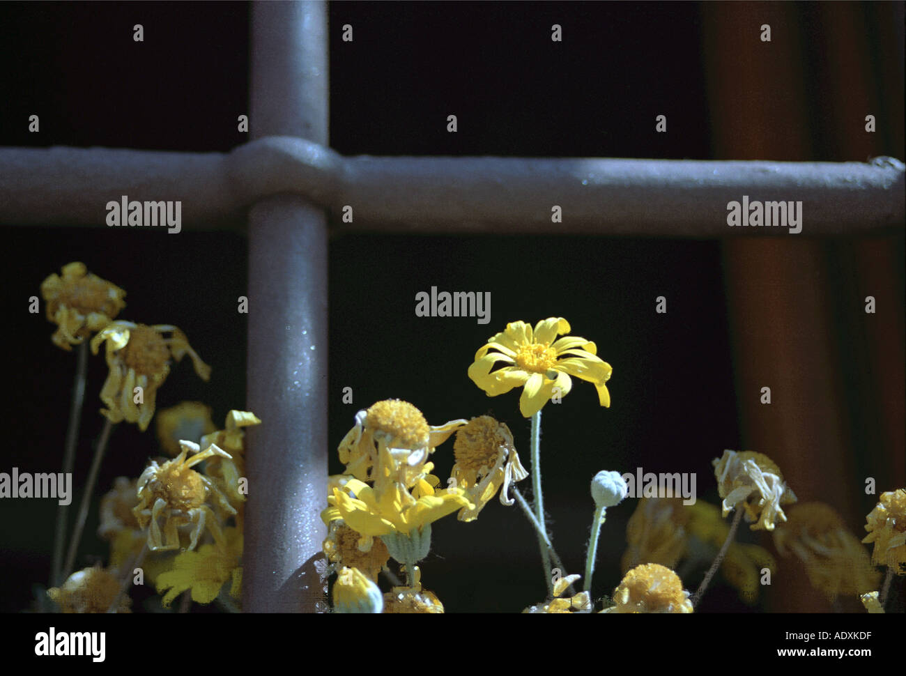 Desperare hi-res stock photography and images - Alamy