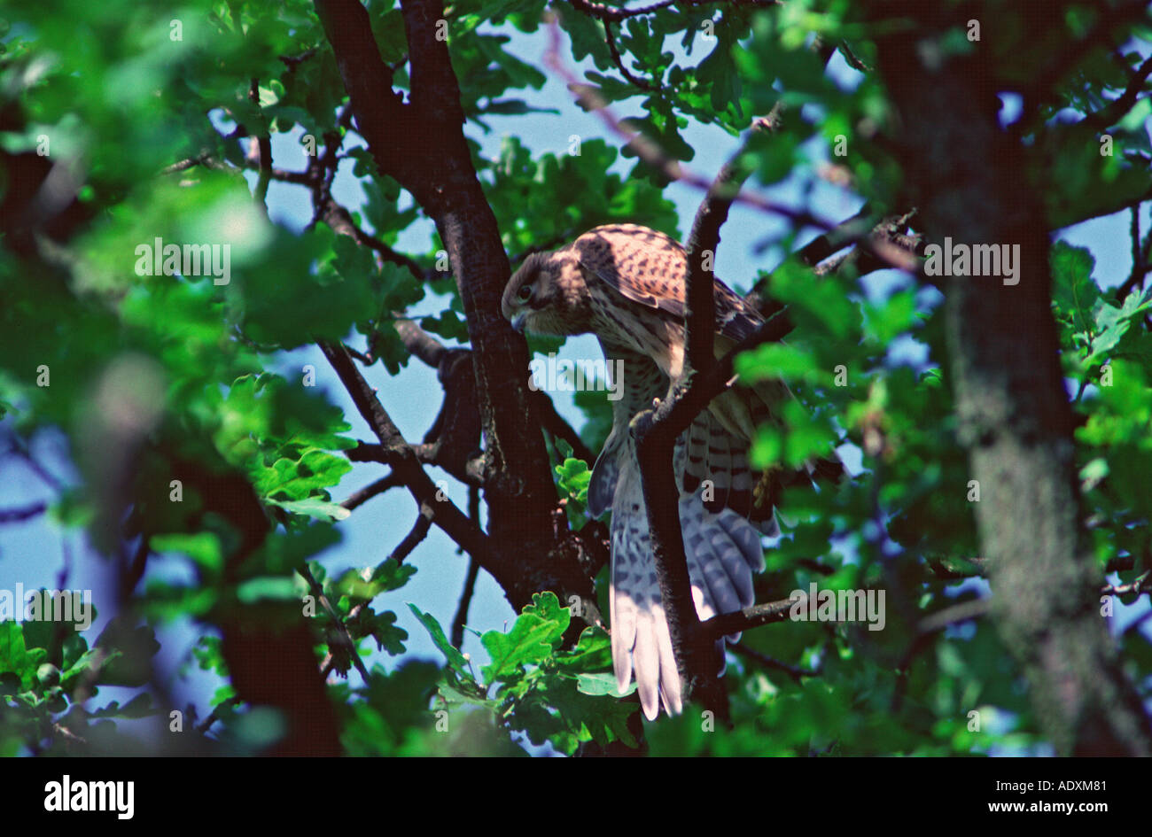 kestrels in a tree Turmfalken im Baum Stock Photo - Alamy