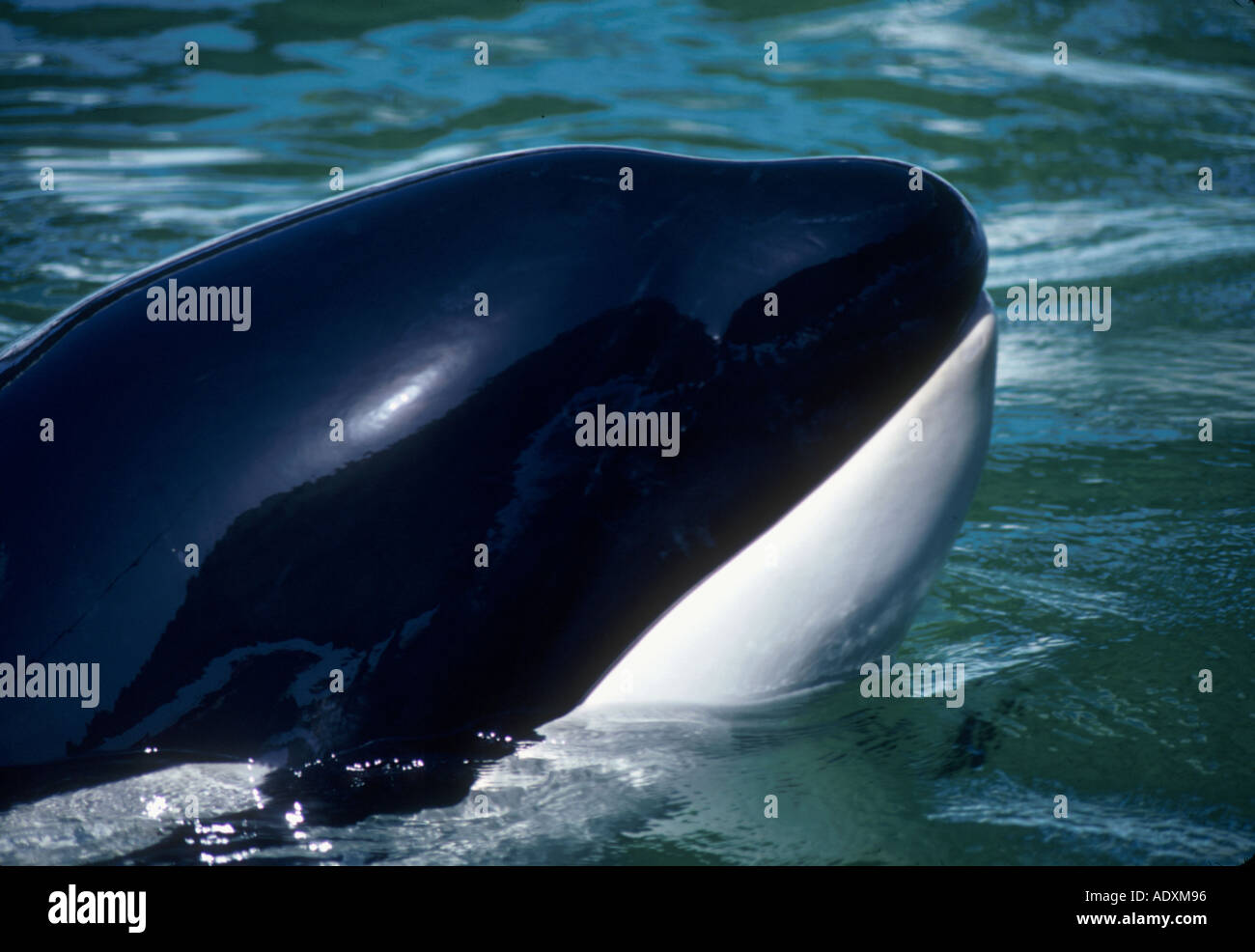Orca killer whale Stock Photo - Alamy