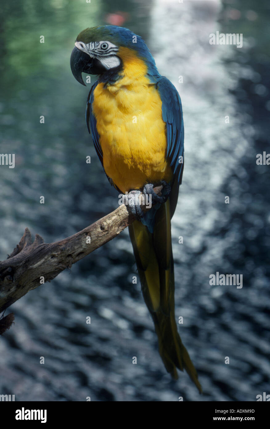 Blue and gold Macaw Stock Photo - Alamy