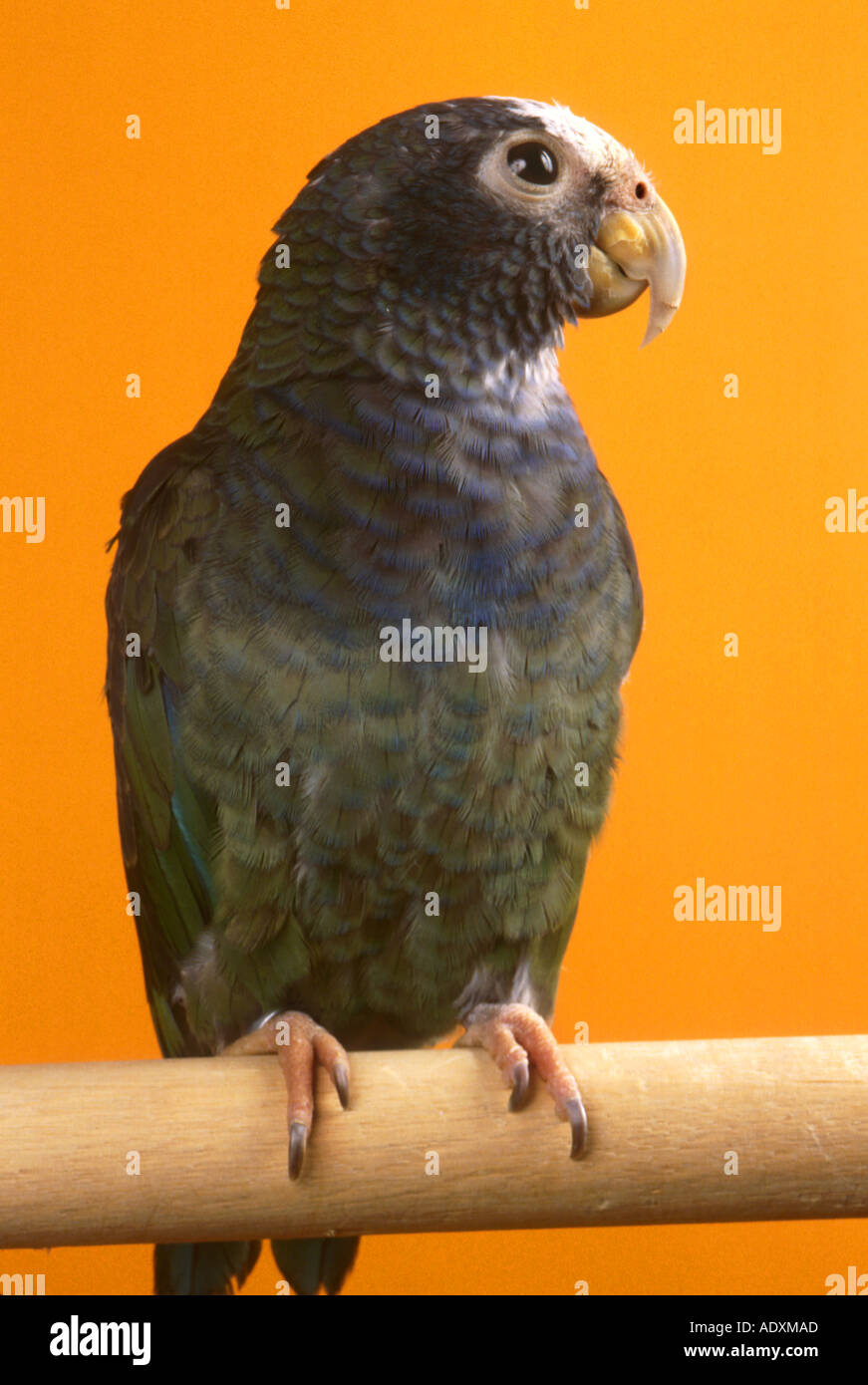 White Cap Pionus Parrot Stock Photo - Alamy