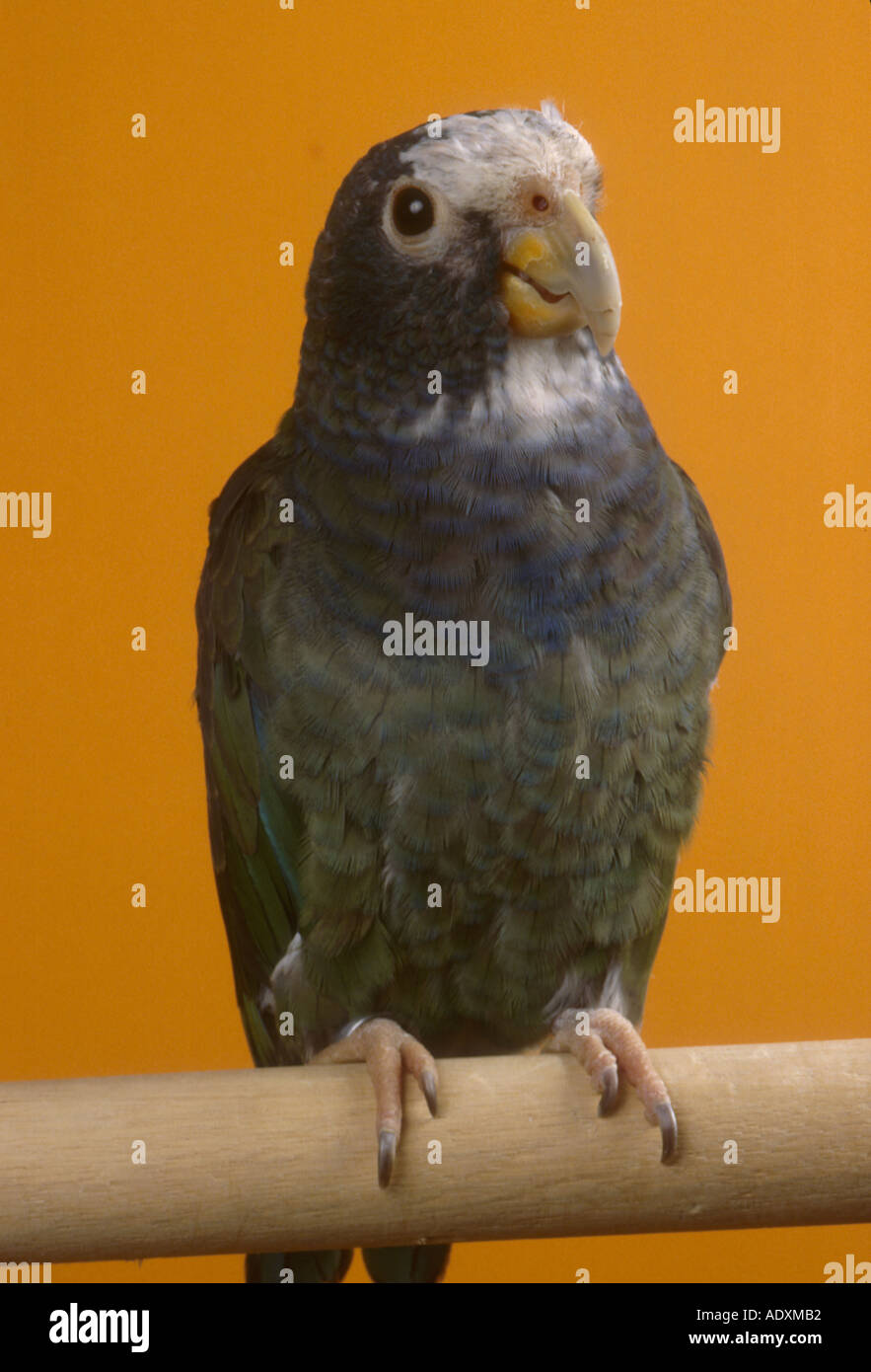 White Cap Pionus Parrot Stock Photo - Alamy