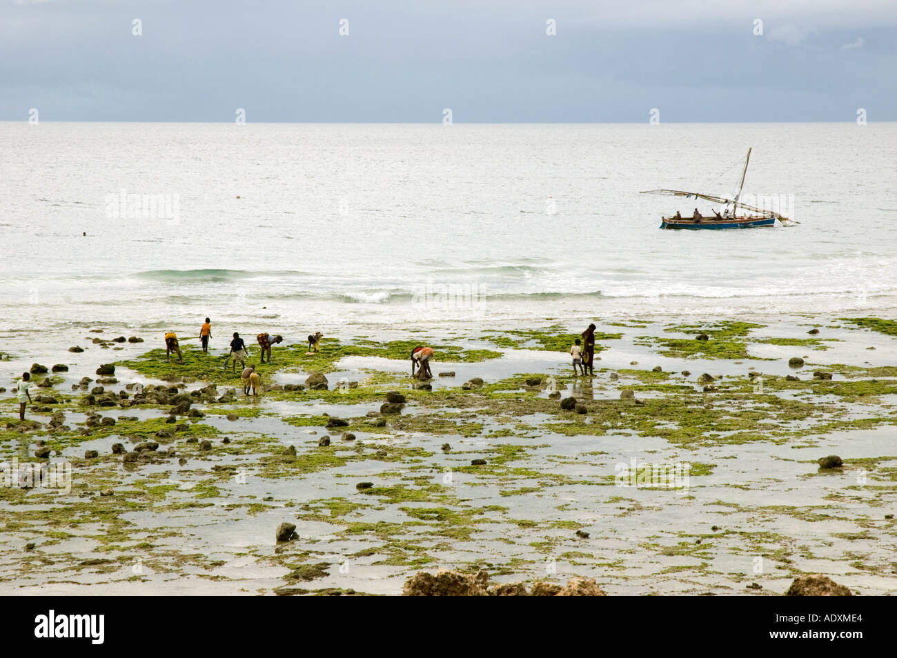 African men and women harvesting clams on the polluted shore near Pemba ...
