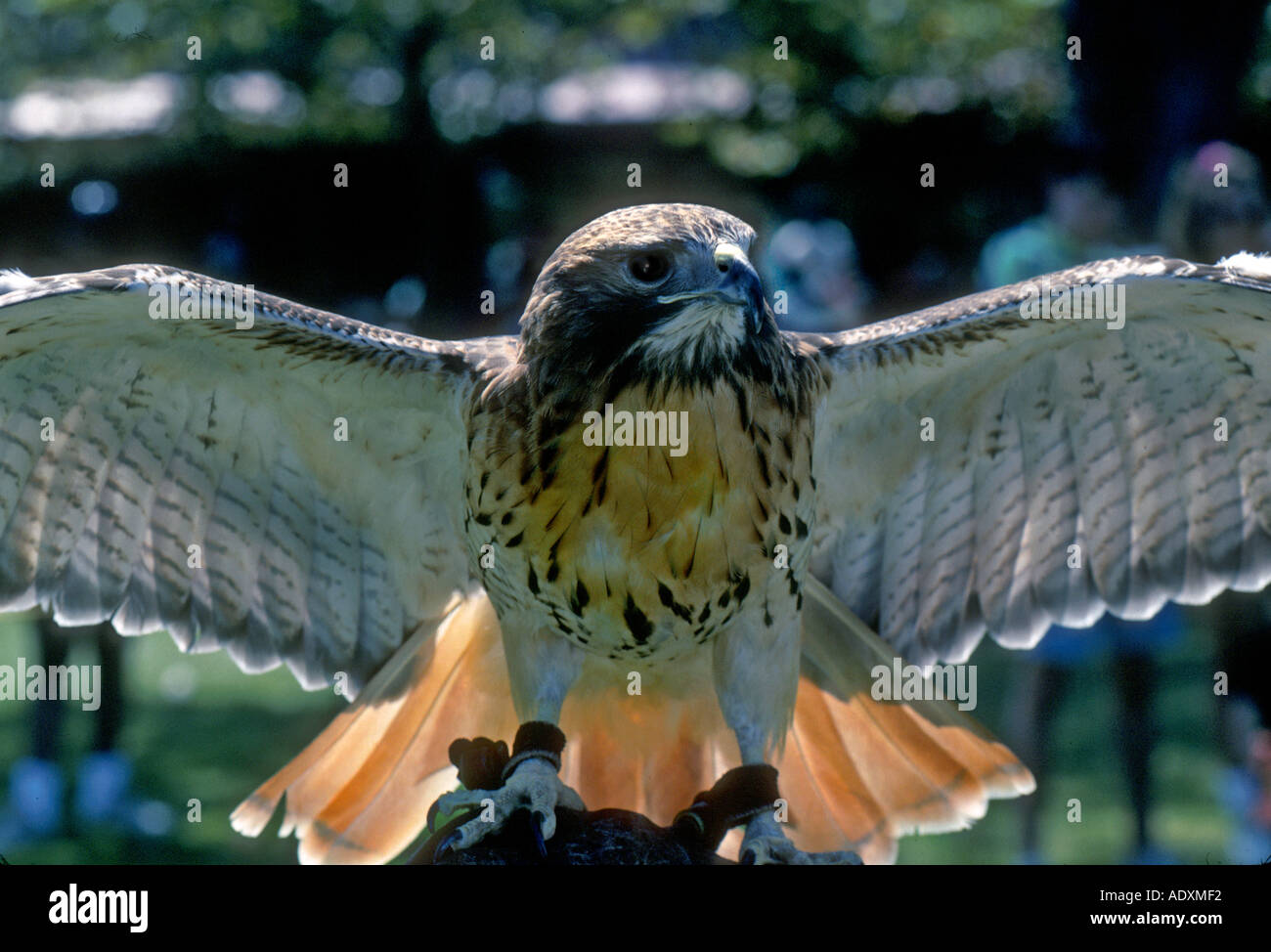 Red tailed hawk Stock Photo - Alamy