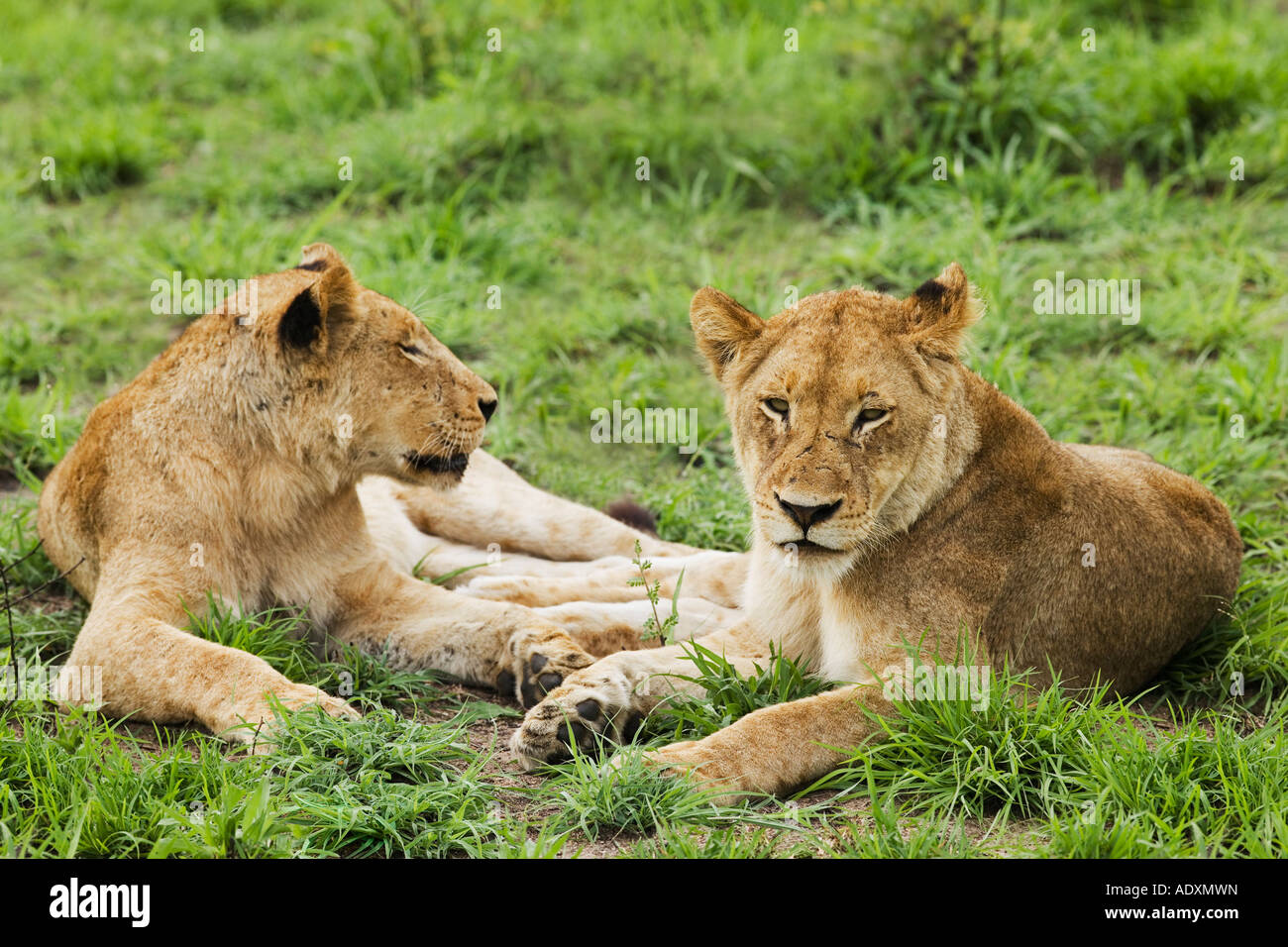 Female lions (Panthera leo) lying on grass Stock Photo - Alamy