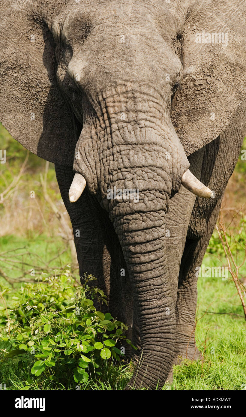 Adult African elephant, close-up Stock Photo - Alamy