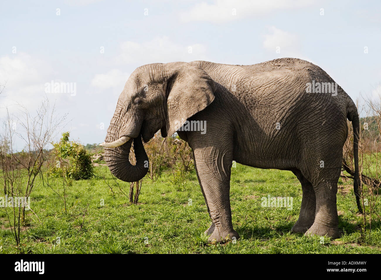 Adult African elephant, side view Stock Photo - Alamy