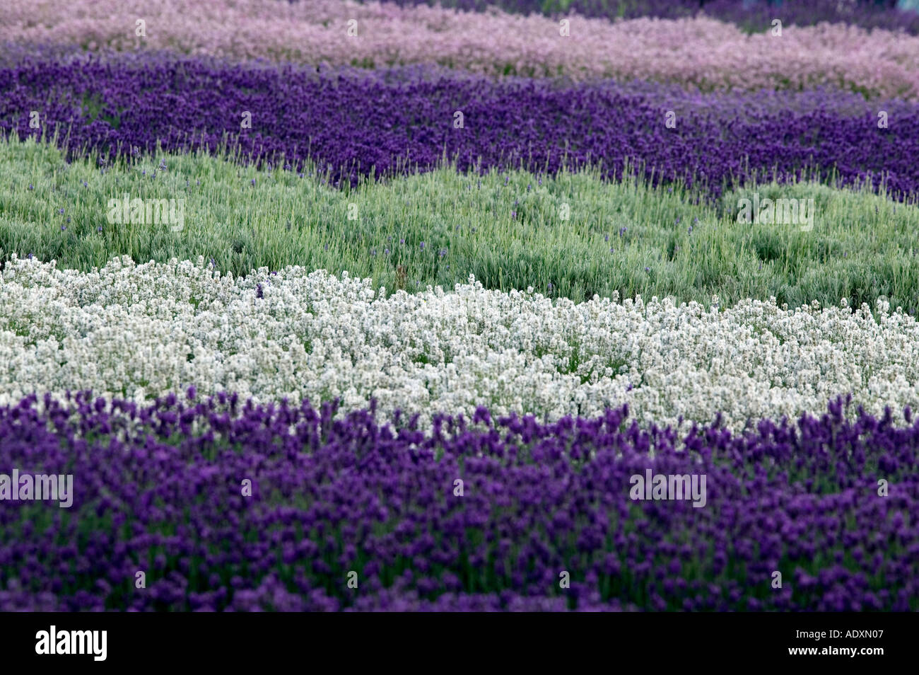 Different types kinds varieties hi-res stock photography and images - Alamy