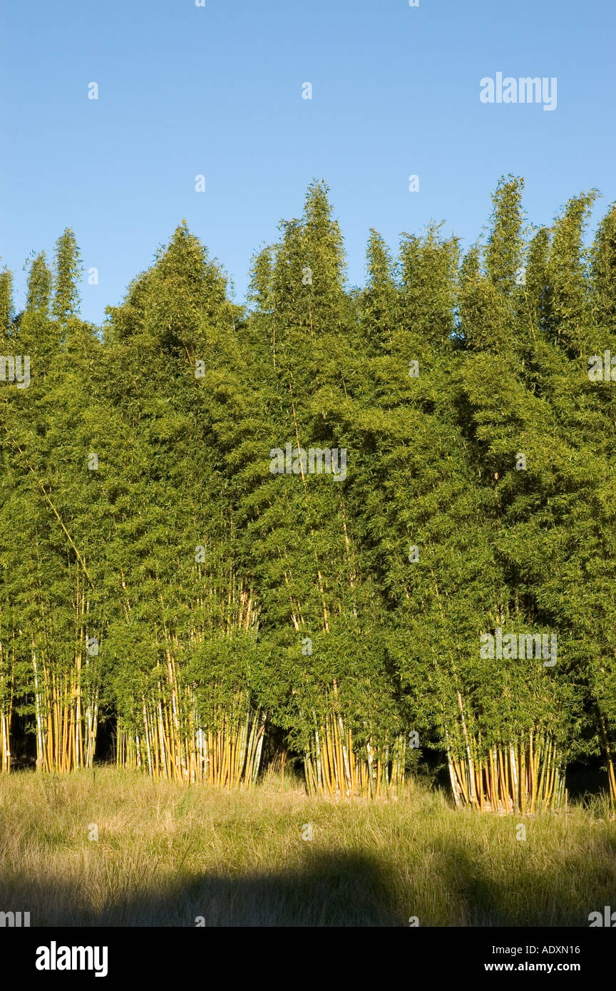 Bambusa oldhamii Oldham s bamboo new edible shoot Lu zhu Giant timber ...