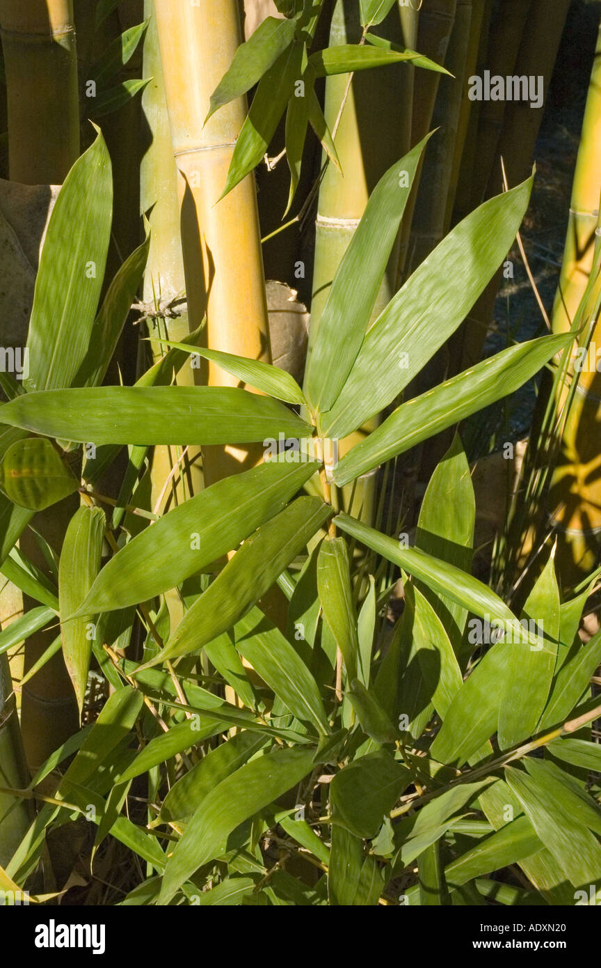 Bambusa oldhamii Oldham s bamboo new edible shoot Lu zhu Giant timber ...