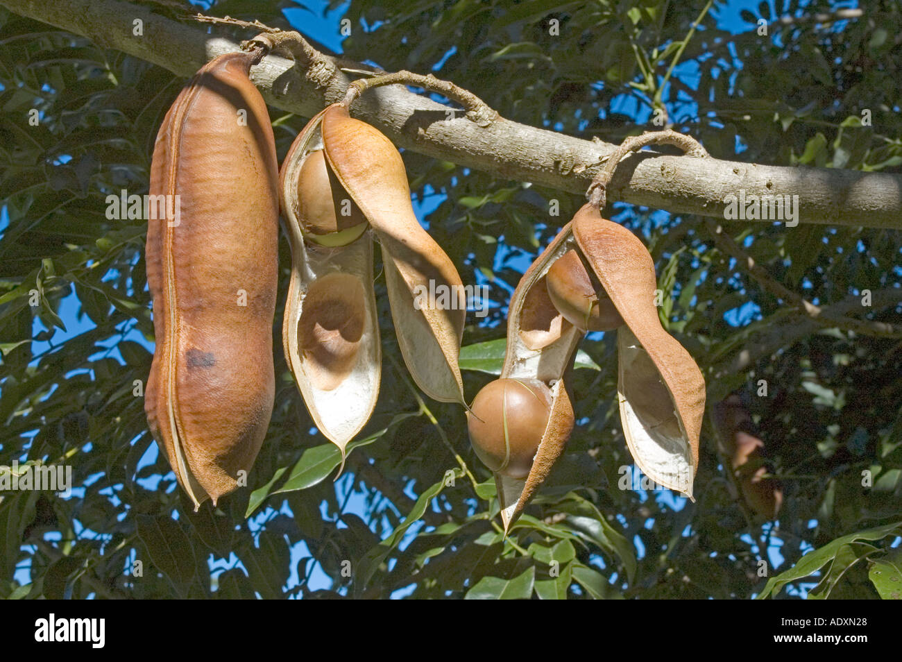 Black Bean Seed Pods High Resolution Stock Photography and Images - Alamy