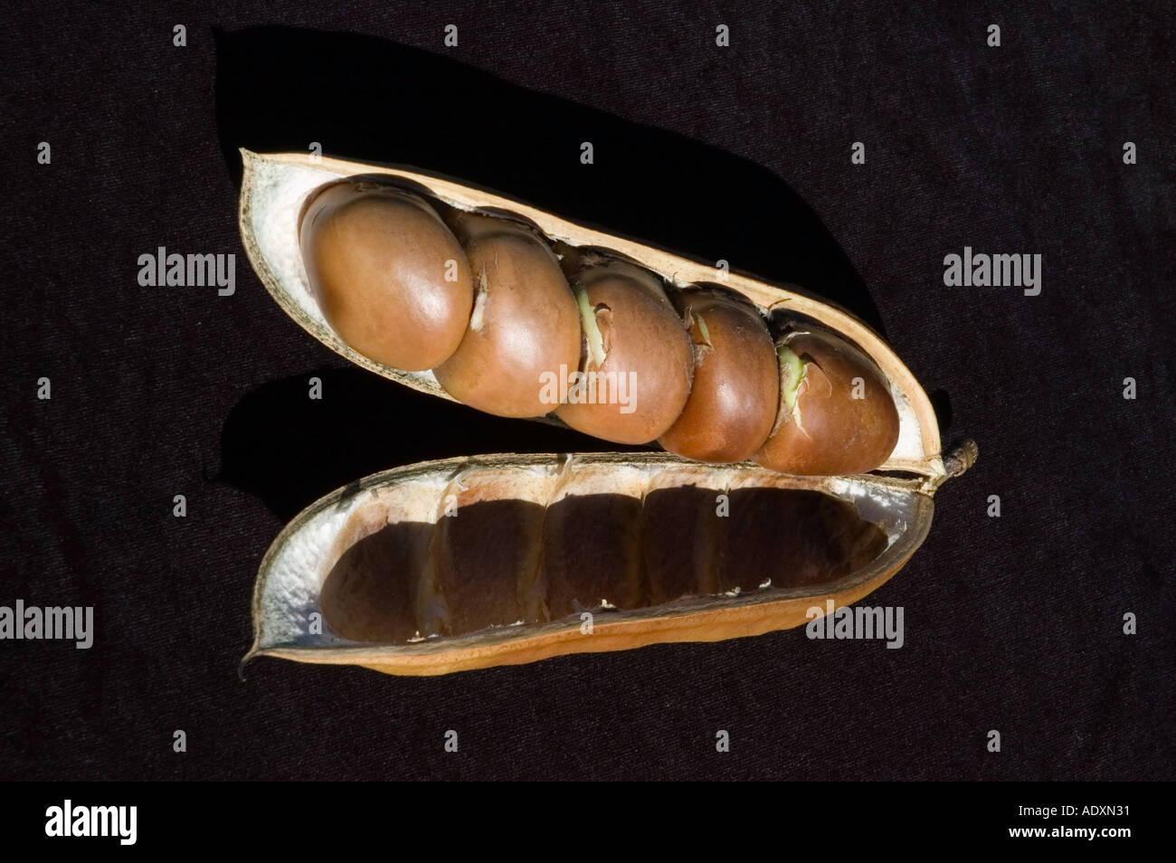 Black bean seed pods Castamospermum australe rainforest hardwood tree ...