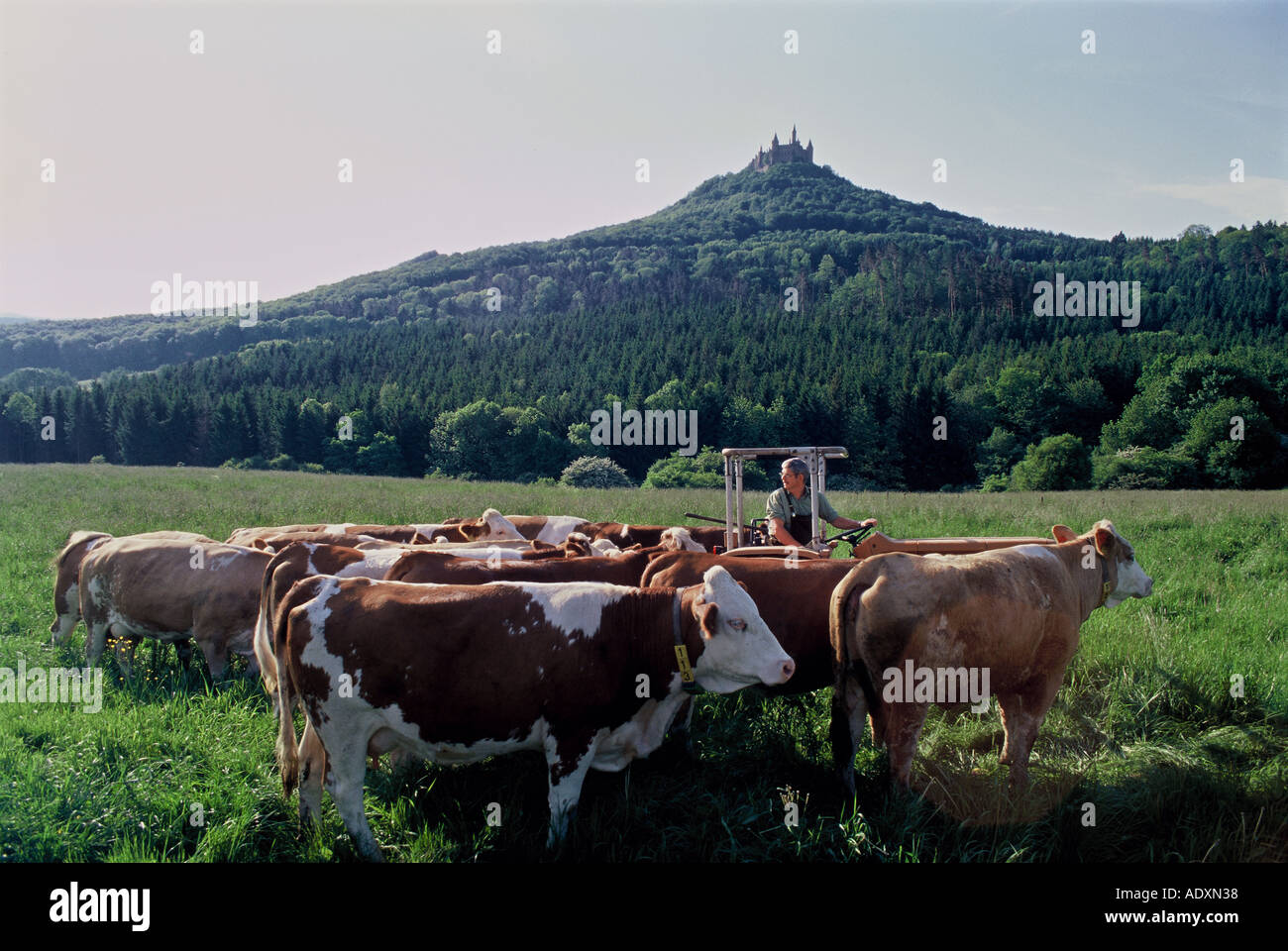 A farmer with his cows in Germany Stock Photo - Alamy