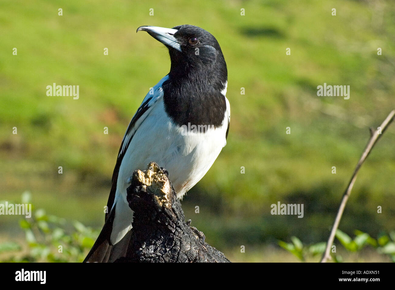 Pied butcher bird hi-res stock photography and images - Alamy