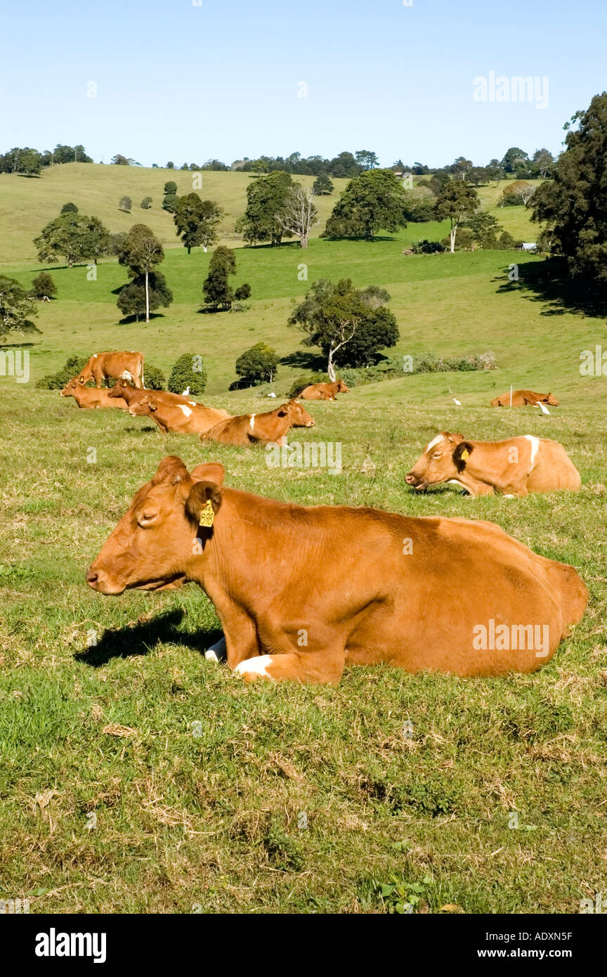 Dairy cows australia hi-res stock photography and images - Alamy